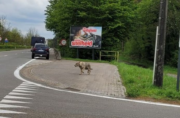 Wolf gespot in Mol: “Jong dier op zoek naar leefgebied en partner ...