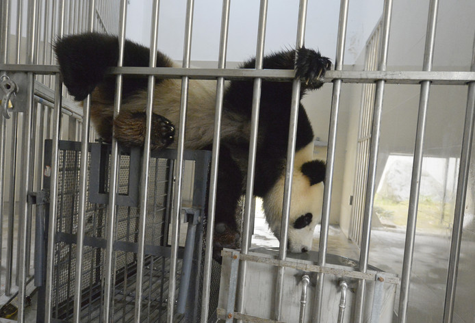 Ondanks turbulentie een goede vlucht voor Wu Wen en Xing Ya | Panda's ...