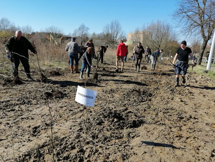 1.100 extra bomen aangeplant voor stadsrandbos in Tienen: “Foutje van ...