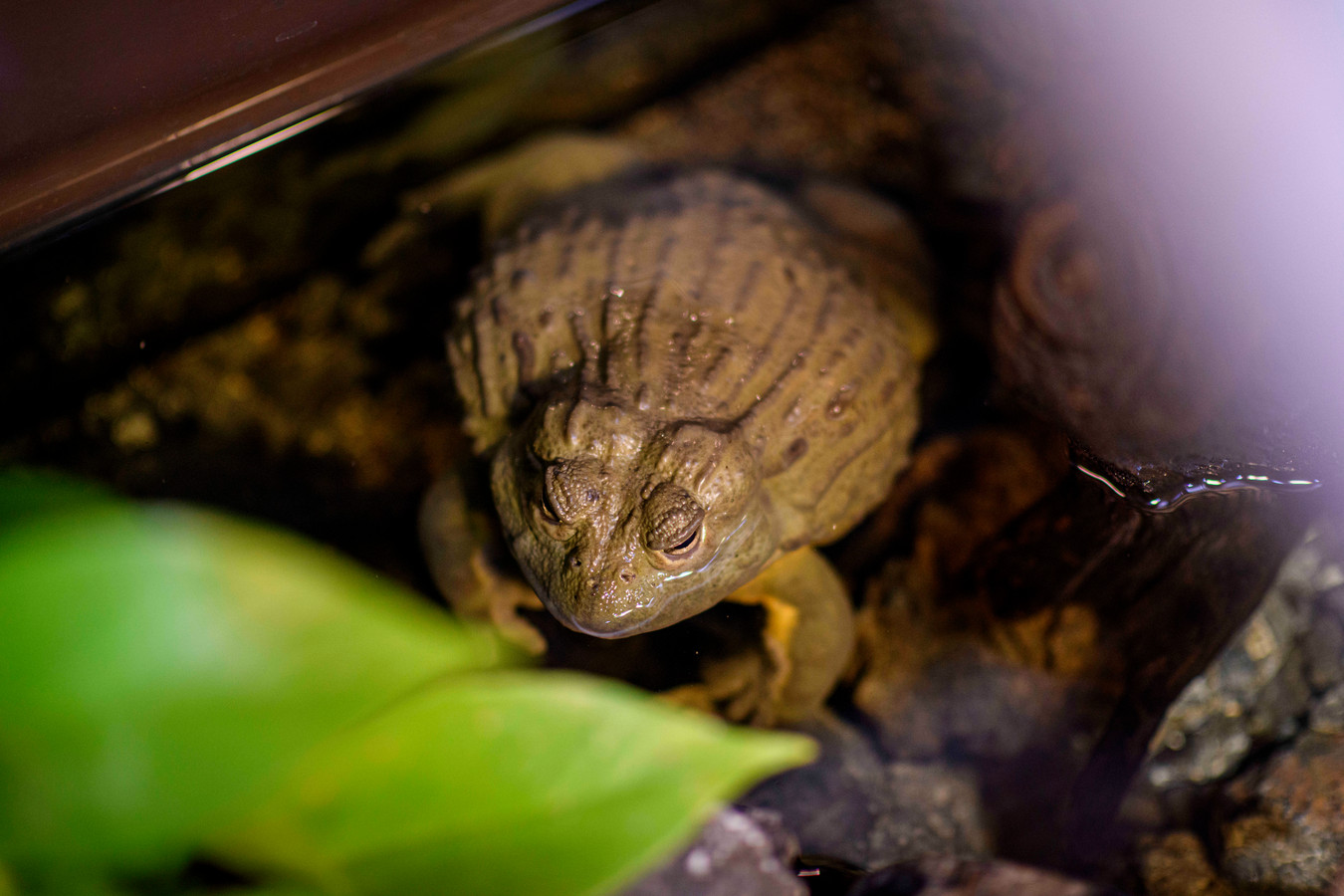 Op ontdekkingsreis in het spoor van Paco Gonzalez bij Hof van Eckberge ...
