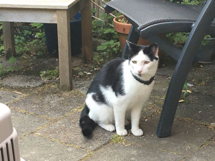 Kat Caesar miauwt hard vanuit vreemde tuin, dan blijkt dat hij al vier ...