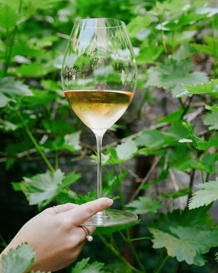 ‘Bewaar geopende wijn altijd in de koelkast, óók rode wijn’: concrete ...