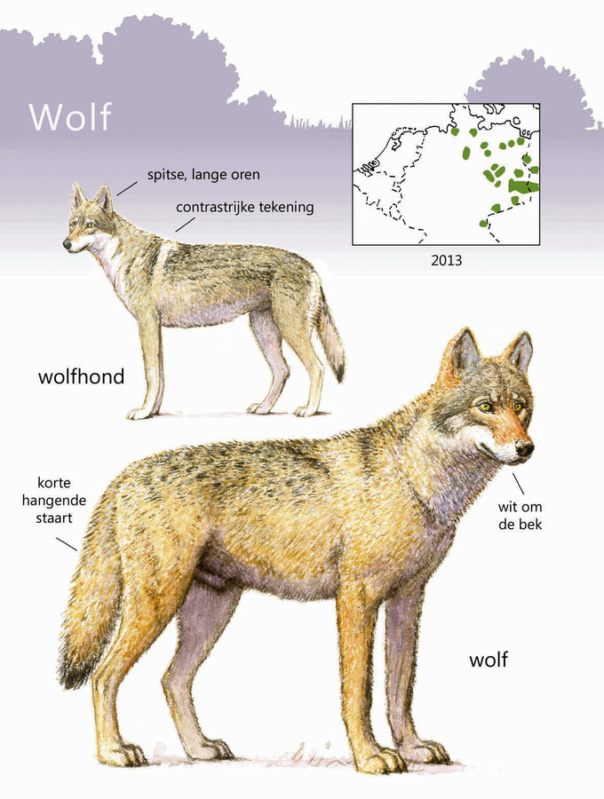 Dit Moet Je Doen Als Je Oog In Oog Met Een Wolf Komt ‘de Hond Van Je