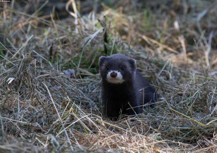 Lezing over levenswijze wezel, bunzing en hermelijn in Flevoland ...