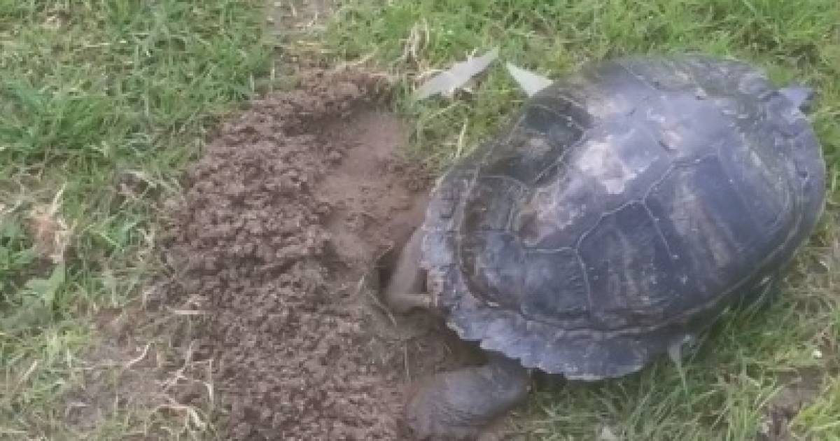 Verrassing op de middenstip: schildpad legt eieren op het veld bij VV ...