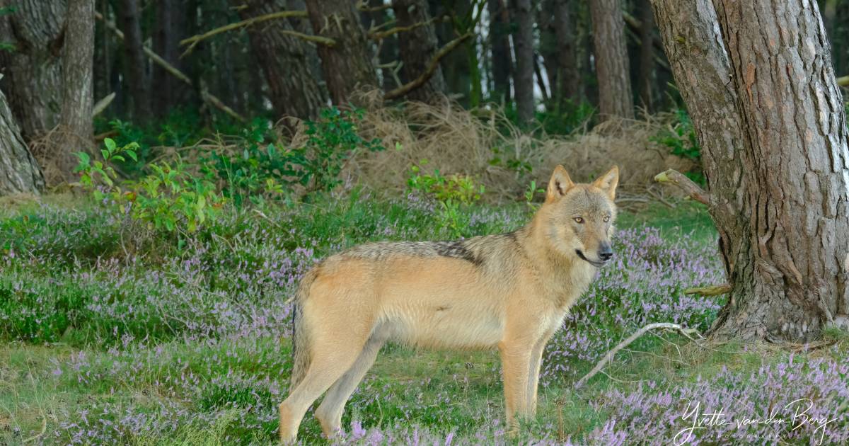 Plots staat natuurfotograaf Yvette (57) oog in oog met een wolf: ‘Ik ...