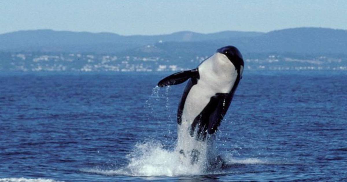 RIP Granny: oudste orka ter wereld vermoedelijk overleden | Dieren | hln.be