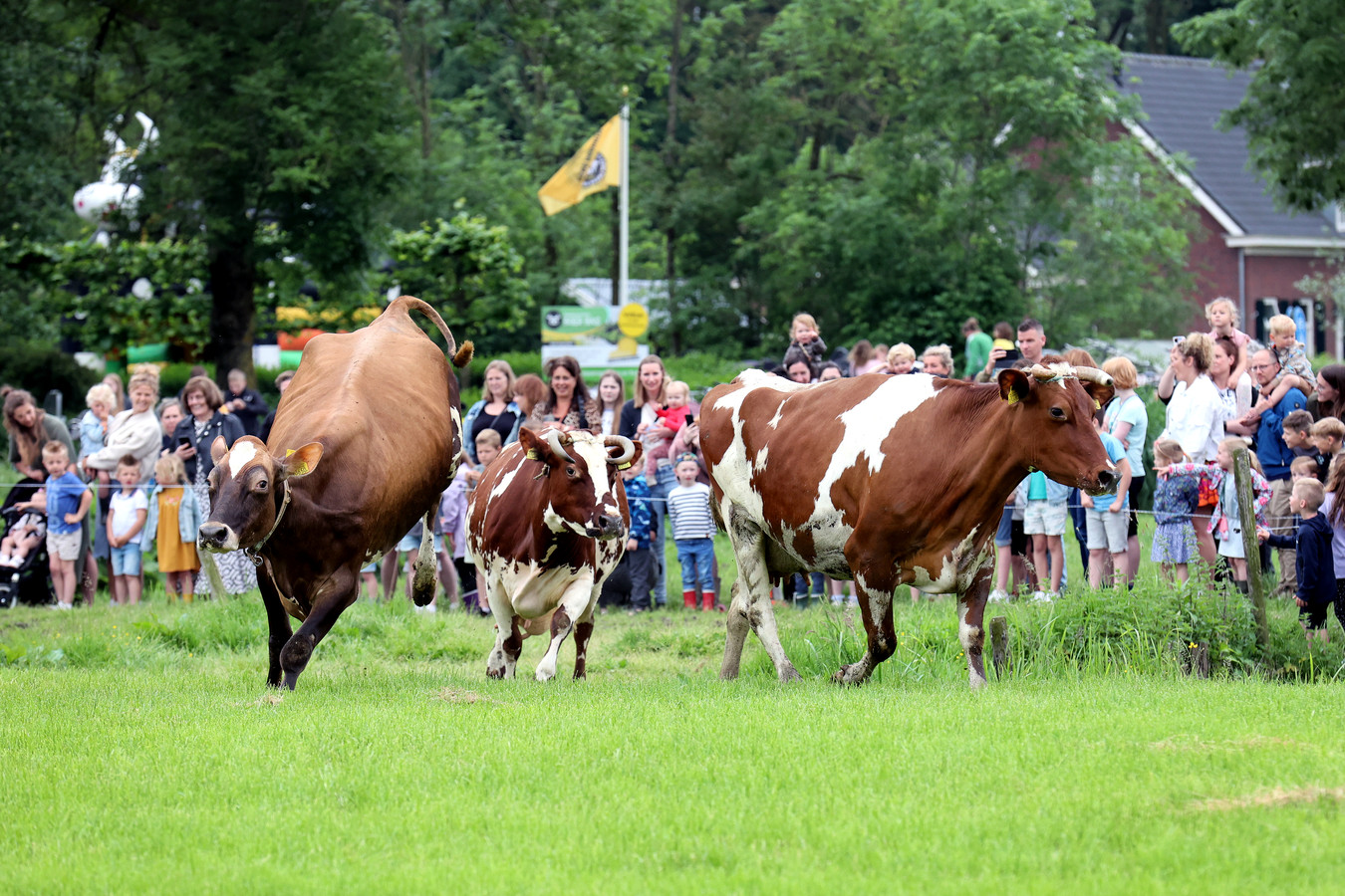 De koeien gaan dansend de wei weer in: ‘Kijk mama, ze zijn helemaal in ...