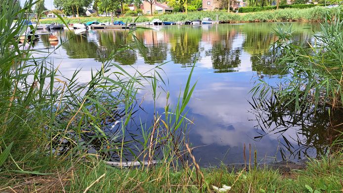 In de Otheense kreek legt de ene na de andere paling het loodje ...