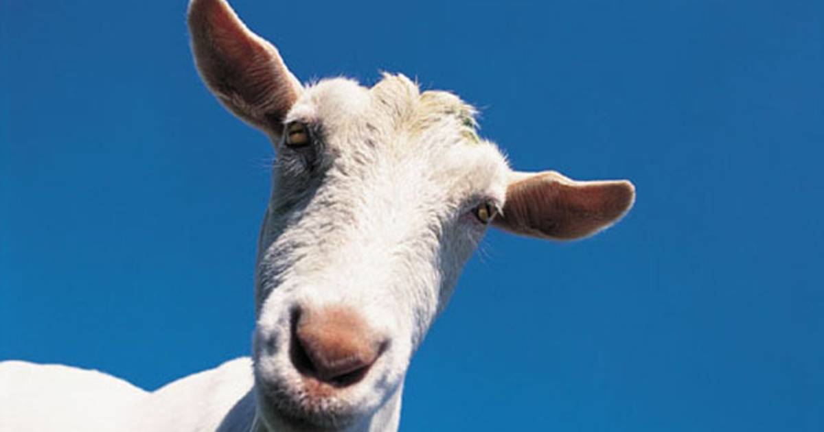 Man overrijdt drie geiten in poging om één te ontwijken | Bizar | hln.be
