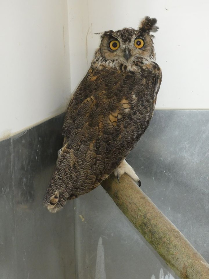 Doe op 18 februari mee aan de Uilentocht bij Maanlicht in Bilzen | Foto ...