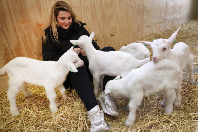 Koeien vervangen door geiten: is dat de oplossing voor het ...