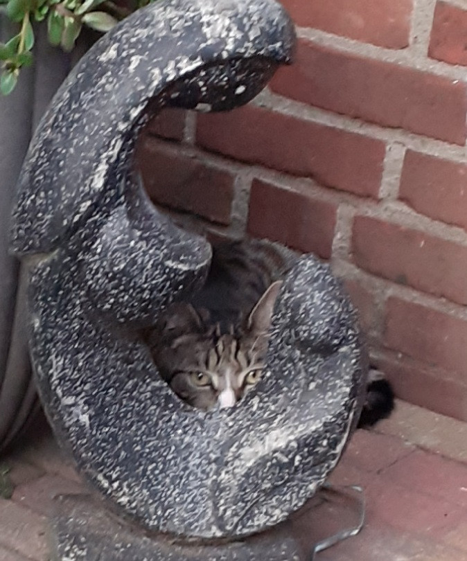 Dit zijn jullie inzendingen van de leukste katten op Wereldkattendag 2023 | Foto | AD.nl