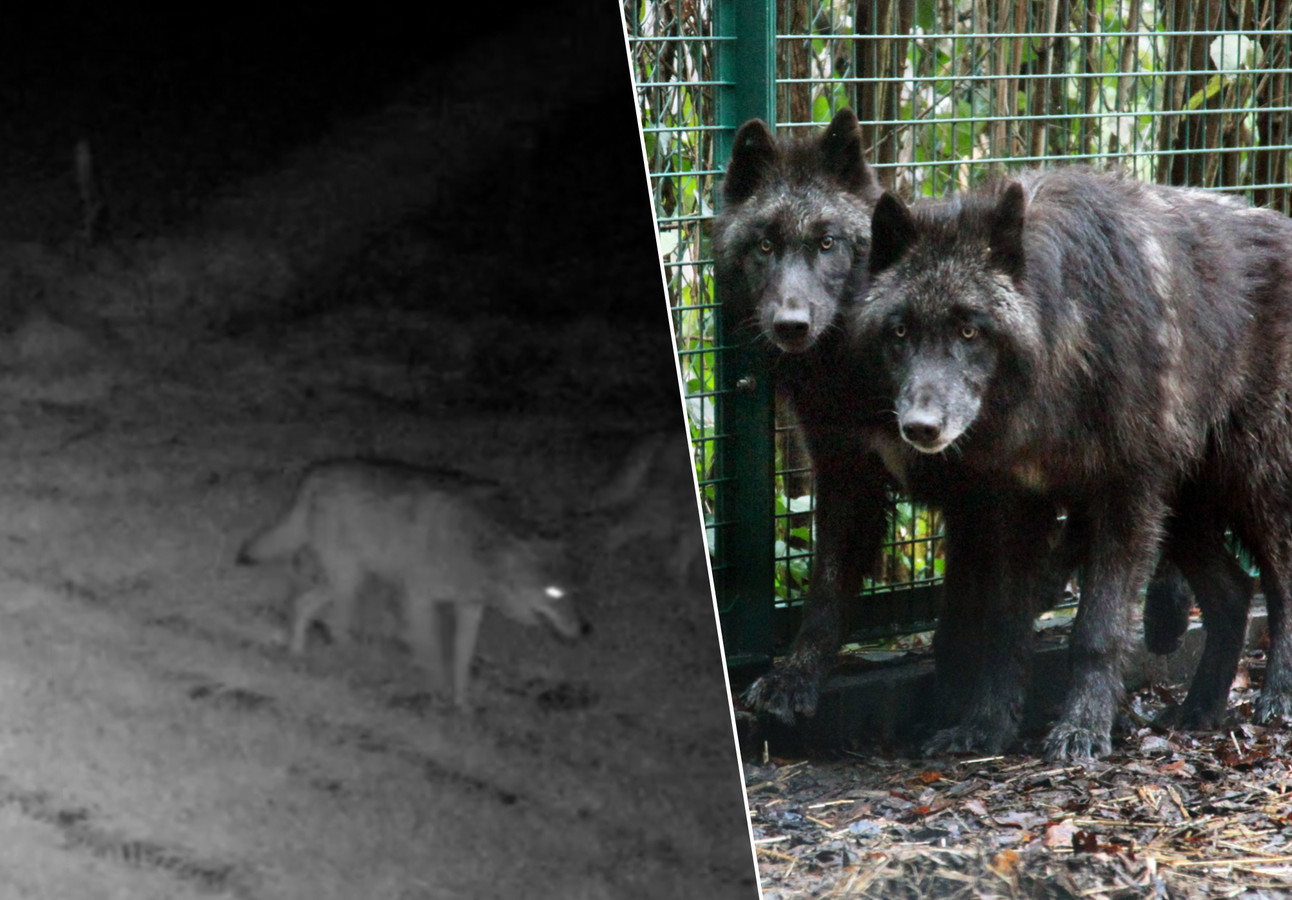Mankende wolven te zien op beelden van Welkom Wolf: “Gewonde dieren ...