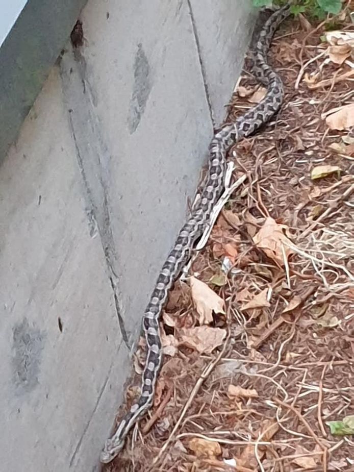 Boa’s gaan op safari: vermoedelijk ontsnapte rattenslang heeft het naar ...