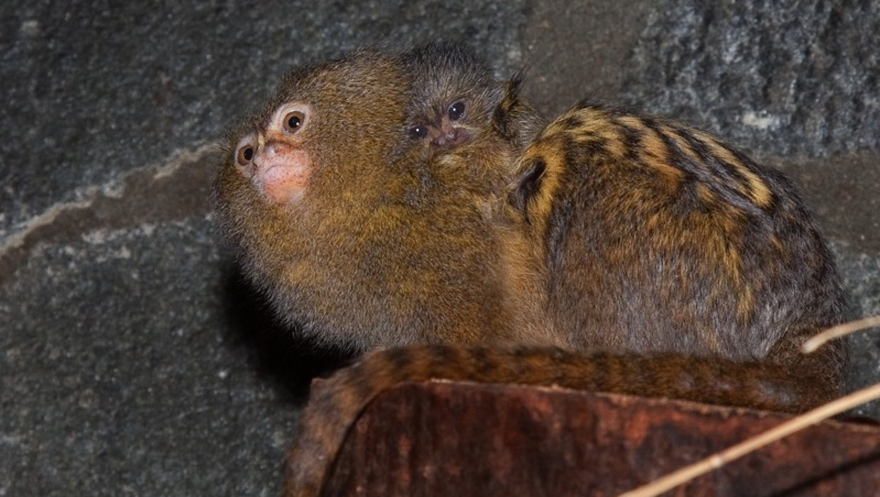 Dwergoeistiti geboren in Artis | Het Parool