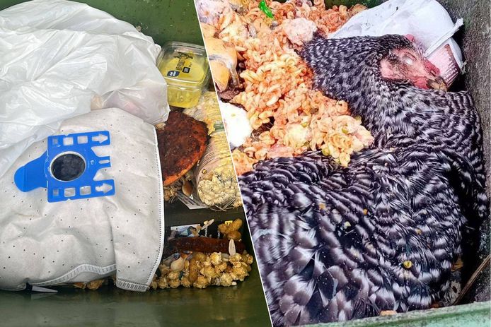 Van dode kippen tot stofzuigerzakken: “Steeds meer sorteerfouten in GFT ...