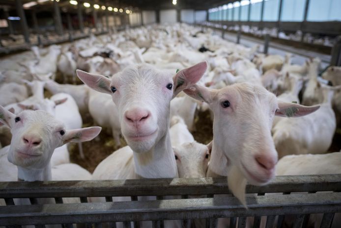 Omwonenden klaar met jarenlange strijd: ‘1500 illegale geiten moeten nu ...