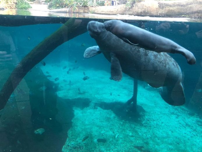 Kerngezonde zeekoe geboren in Nederlandse zoo | Dieren | hln.be