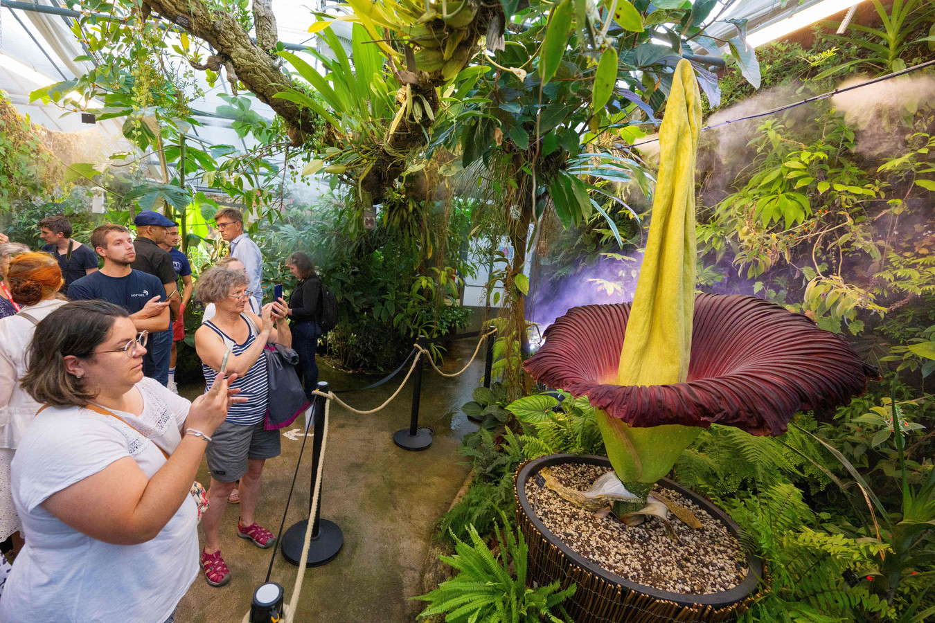 “33 kilos et 1,97 mètre de haut”: un rare “Pénis de Titan” attire les ...