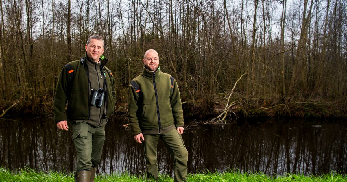 Boswachters Loetbos blij met komst van bever en boommarter: ‘Met een ...