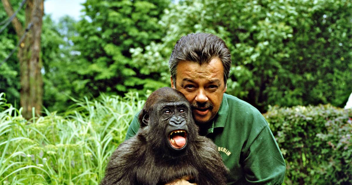 Verzorger nam Bokito mee naar huis en restaurant: dit was het ...