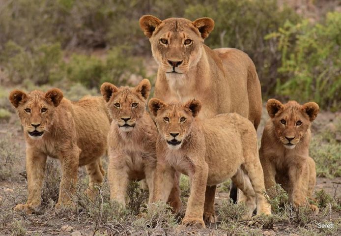 Troep leeuwen afgeschoten: ontsnapte tweemaal uit wildpark, doodde tien ...