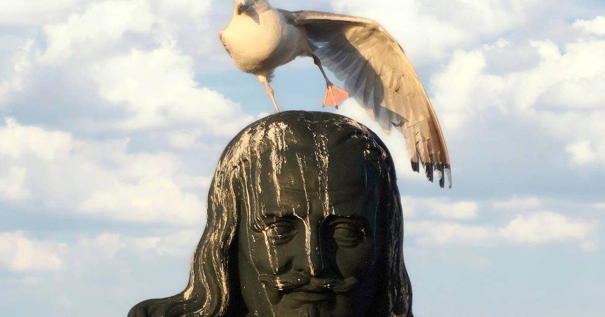 Respect voor zeeheld Michiel? Daar denkt deze meeuw anders over | Van ...