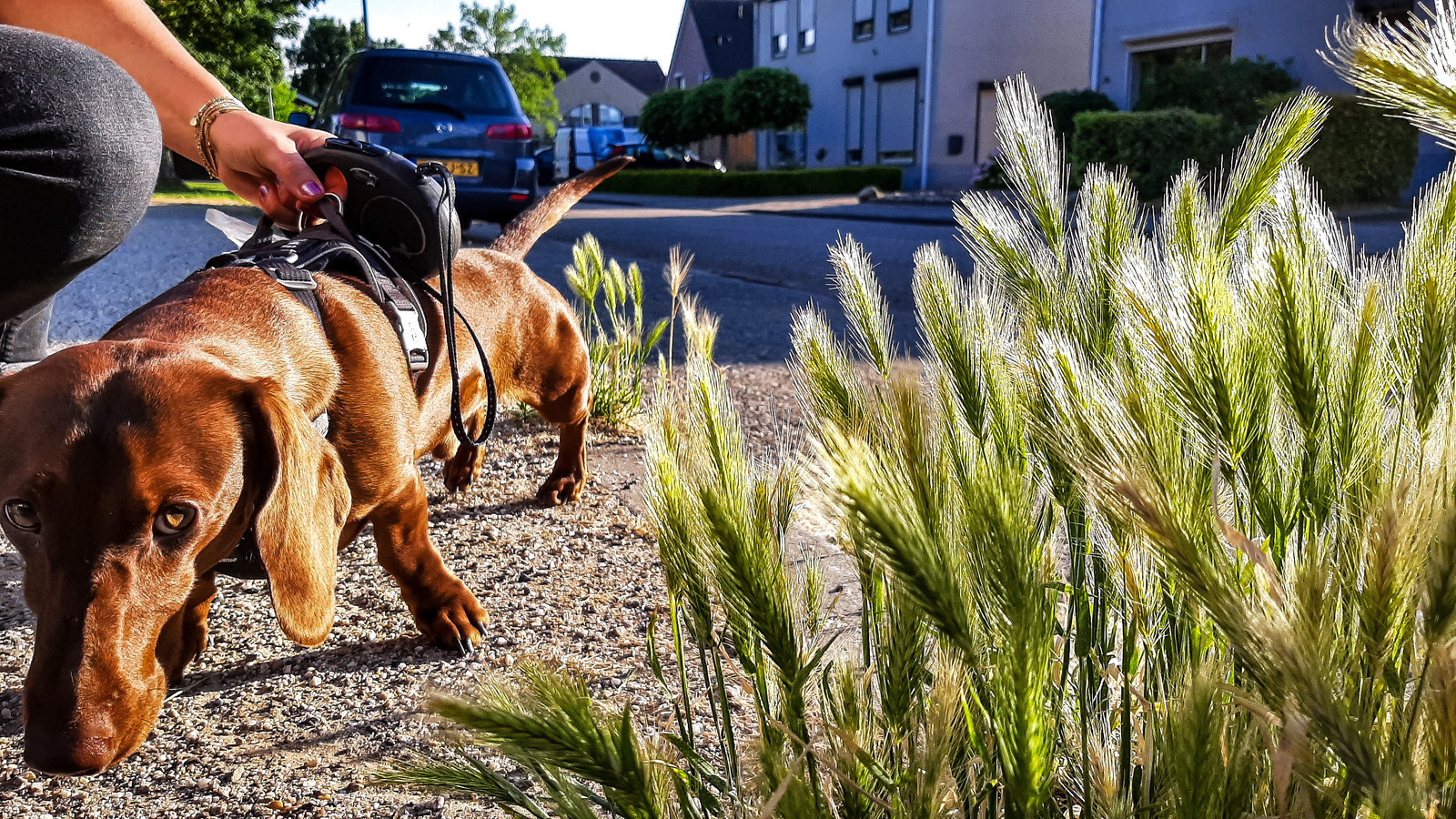 Grasaren groter gevaar dan ooit voor honden, ‘kruipers’ woekeren flink ... Grasaren groter gevaar dan ooit voor honden, ‘kruipers’ woekeren flink ...
