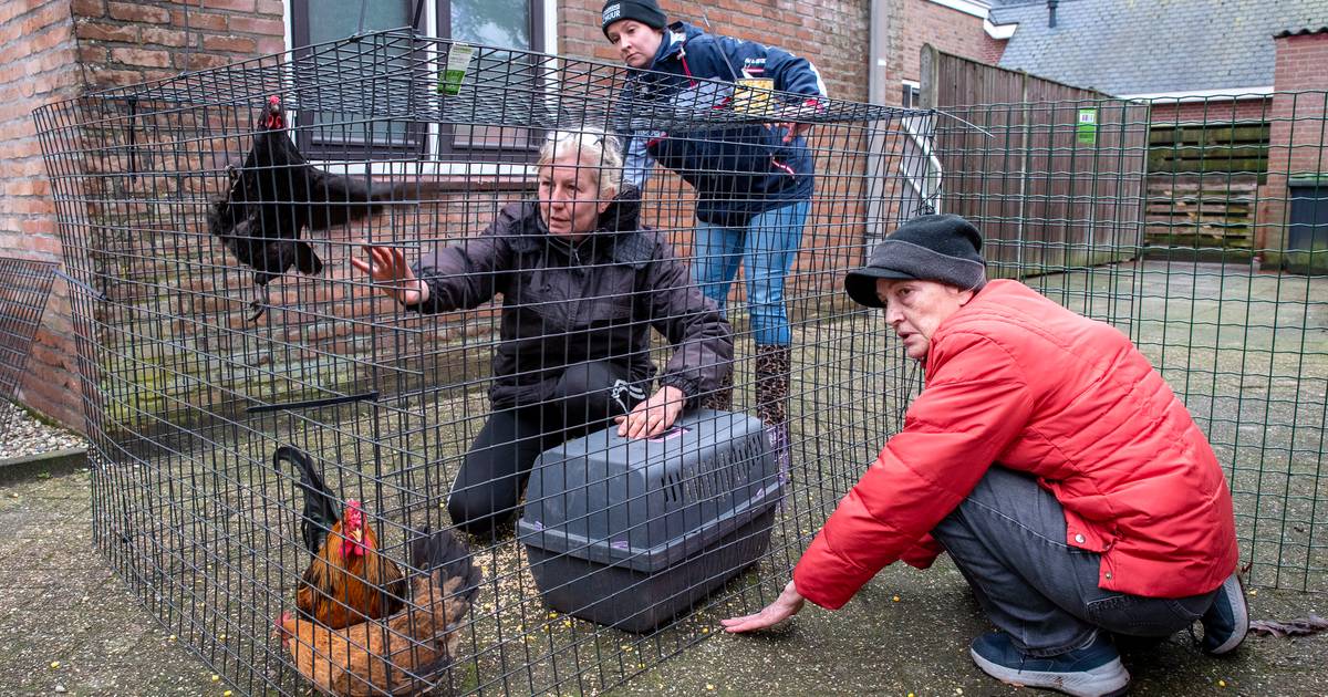Kippen vangen blijkt geen koud kunstje: ‘Dit wordt hem niet, ze hebben ...