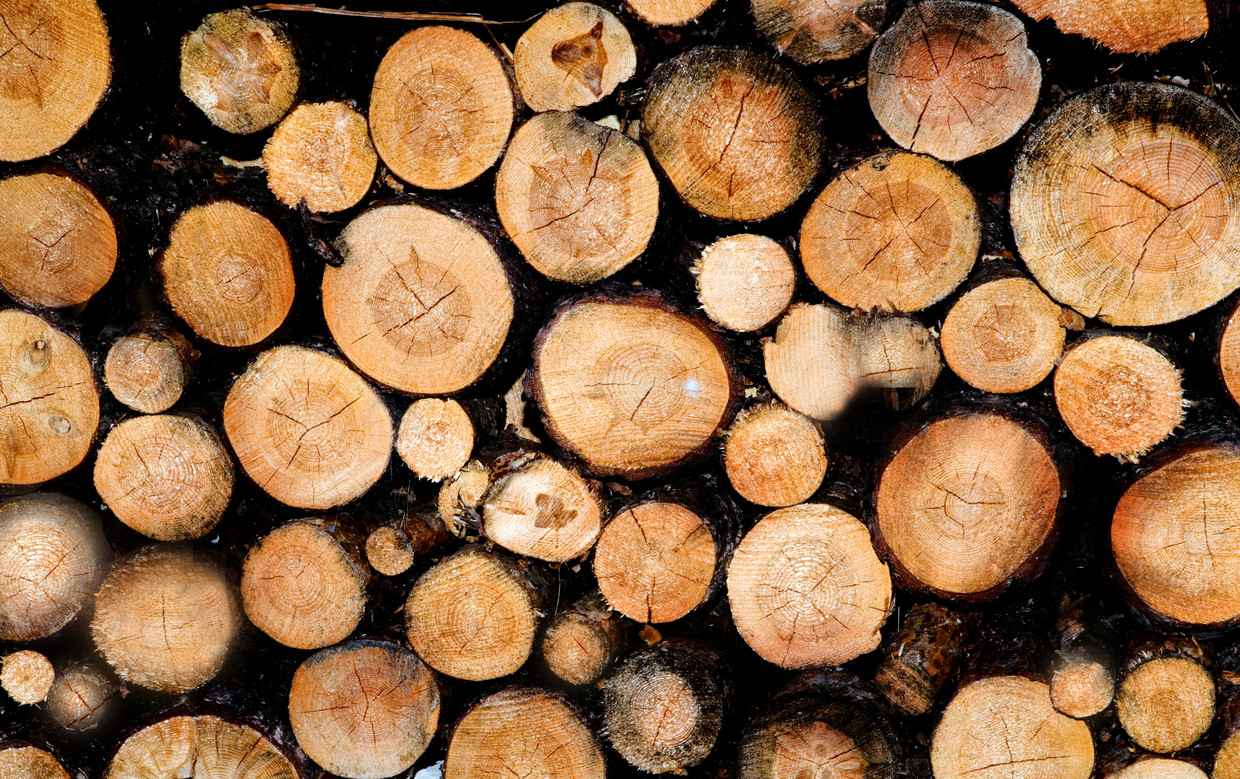 Hoogleraar: ‘Bomen genoeg, dus houtstook kan deel van energiecrisis ...