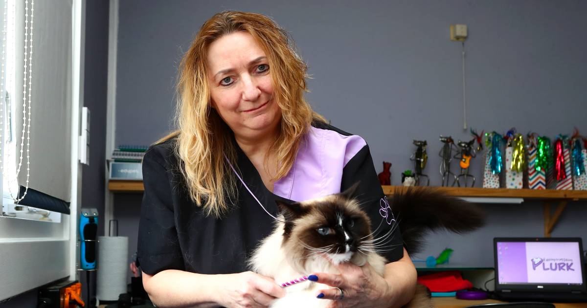 Inge is een van de weinige kattentrimmers van Nederland: ‘Moet constant ...