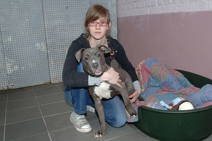 Dierenvrienden leven mee met mishandelde hond | Zwevegem | hln.be