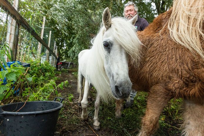 Mysterie rondom pony Farfalla roept Kamervragen op: ‘Maak nieuwe regels ...