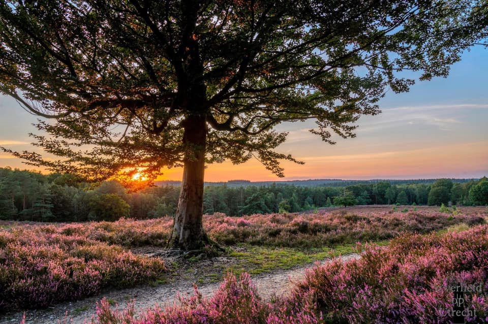 Dit zijn de mooiste heidevelden in regio Utrecht (en zo maak je daar ...