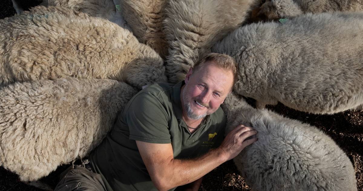 Schaapherder Riaan is niet voor of tegen de wolf: ‘Ik snap nu beter ...