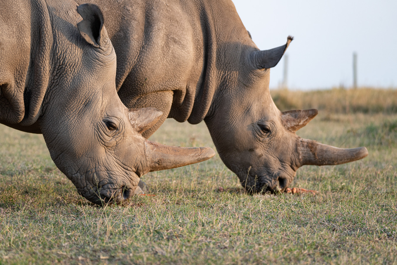 Wereldprimeur biedt redding van noordelijke witte neushoorn: voor het ...