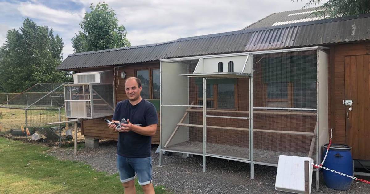 Niels (30) valt met eerste deelname aan duivenvlucht uit Barcelona al ...