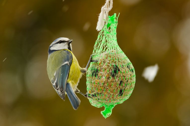 Waarom vetbollen in netjes gevaarlijk kunnen zijn voor vogels