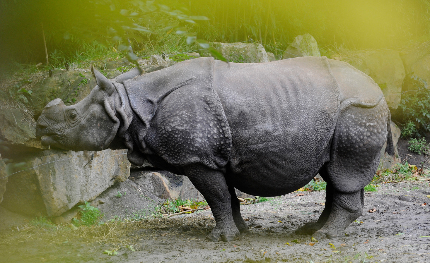 Neushoorn Namaste overlijdt na kaakbreuk door dochter | Foto | AD.nl