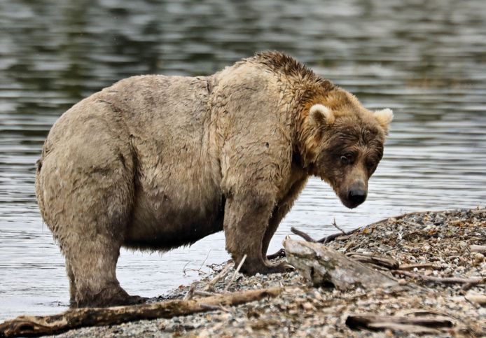 Bruine beer 747 wint voor de tweede keer ‘Fat Bear Week’, maar stemming ...