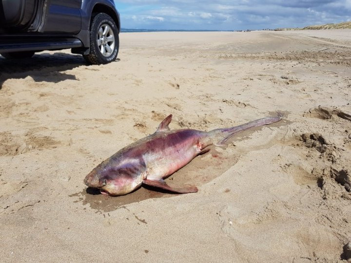 Gevonden voshaai in Ouddorp naar Natuurhistorisch Museum Rotterdam ...