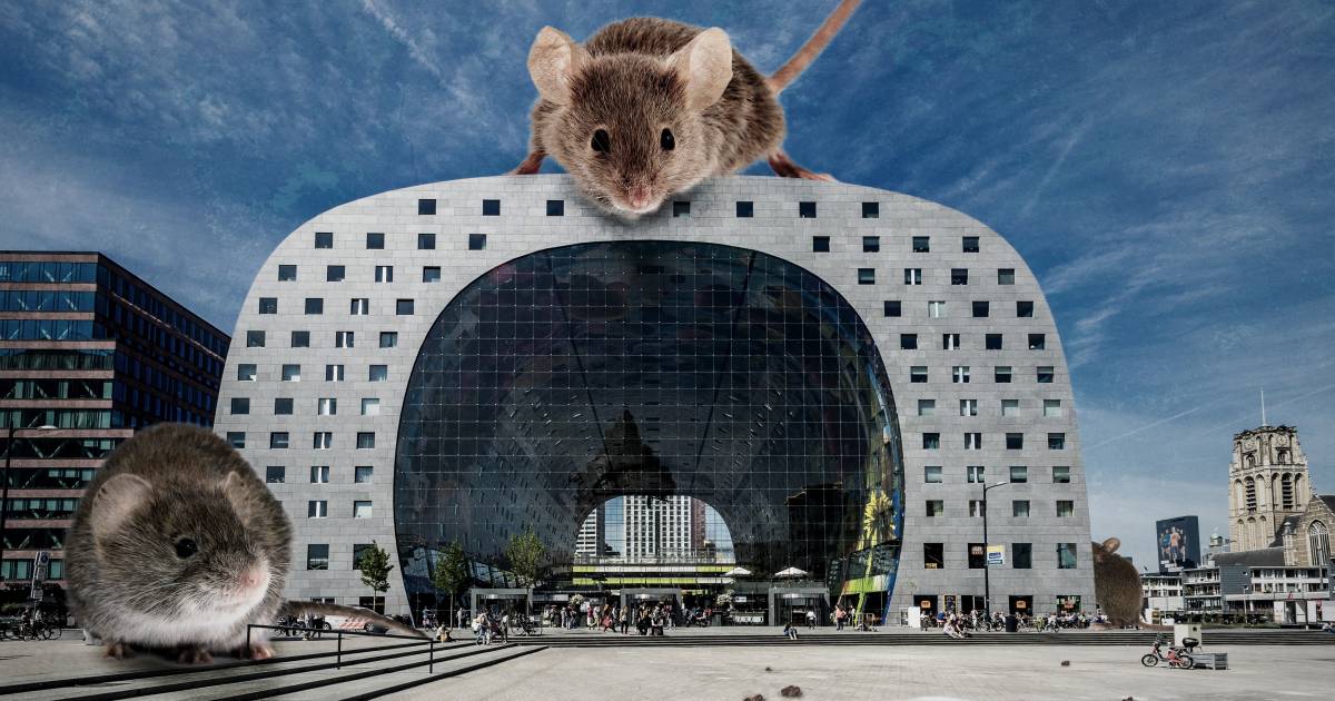 Muizenplaag Markthal komt als mokerslag aan bij ondernemers ...