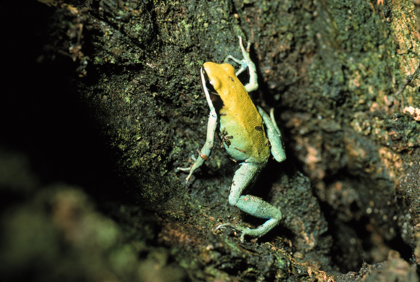 Luchthavenpolitie doet bijzondere vondst in bagage: 130 (!) giftige ...