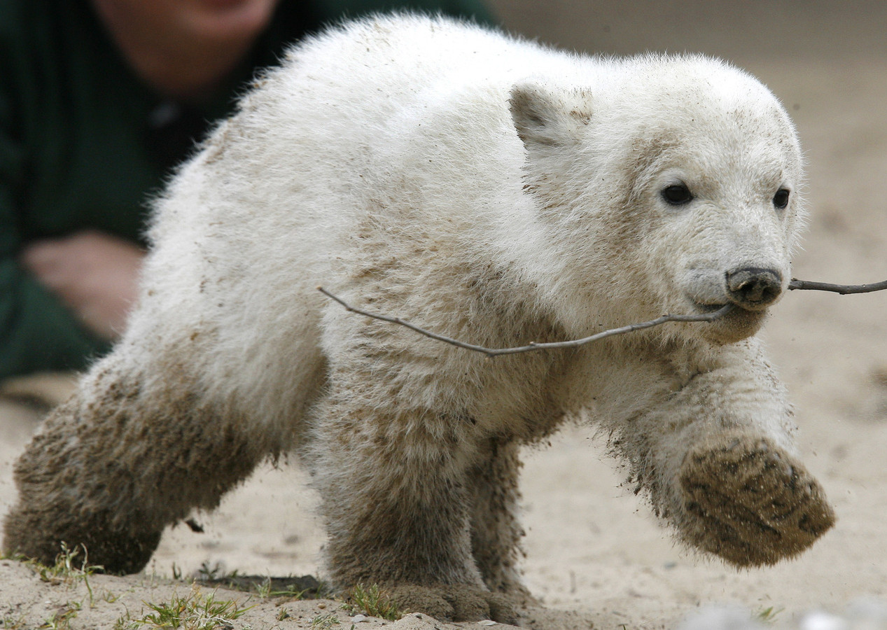 Dierentuin laat moeder van ijsbeertje Knut inslapen | Foto | AD.nl
