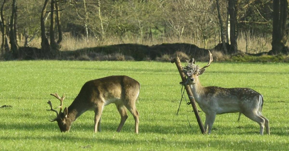Hert loopt twee weken rond met paal in gewei: dier afgeschoten ...