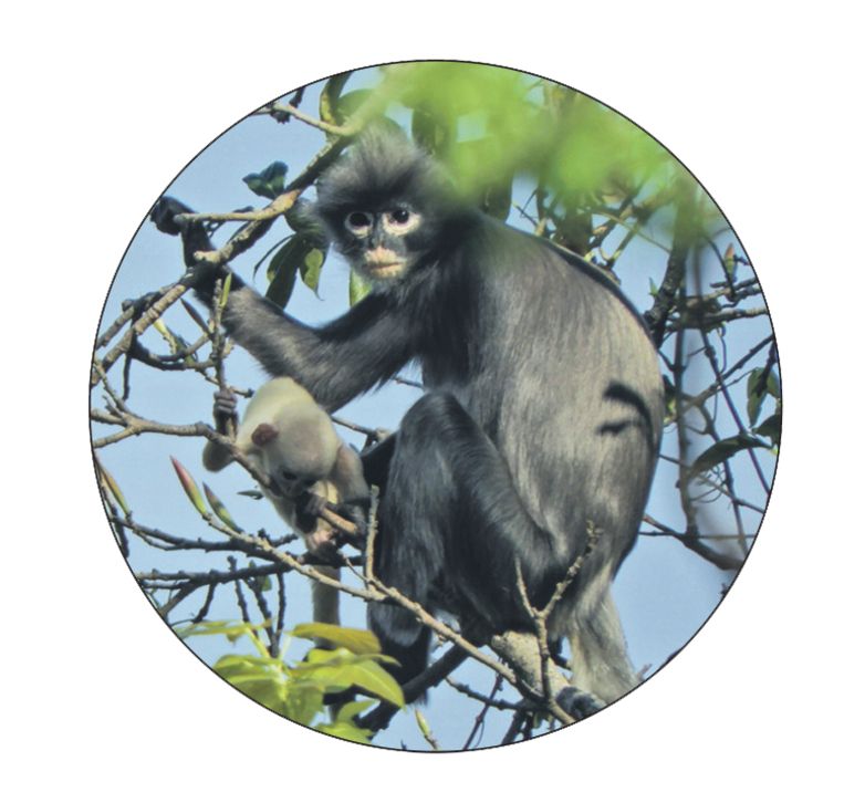 Nieuwe dieren alleen in ondoordringbare regenwouden? Nee hoor, ook in ...