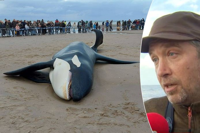 Na Frankrijk en Cadzand spoelt nu orka aan bij ons en overlijdt: “Te ...