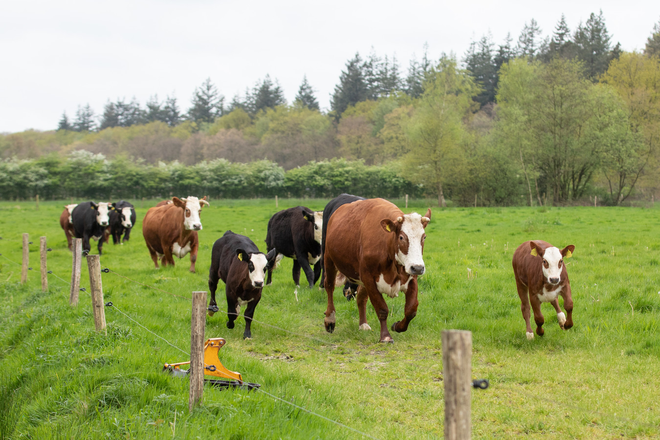 Klimaatbelasting per koe? ‘Duidelijke koers Denemarken voorbeeld voor ...