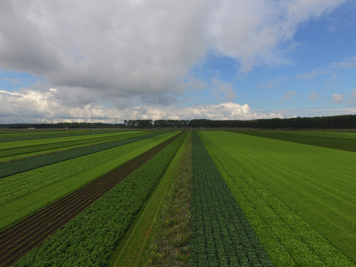 Hoe de Nederlandse boer aan polderen ten onder gaat: ‘De boer denkt: ik ...
